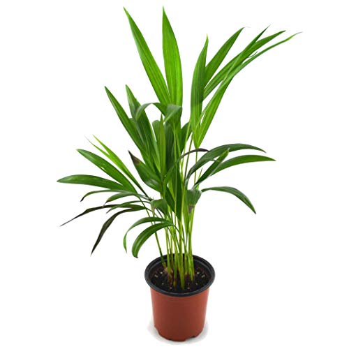 Palmeras plantas jardin 【 OFERTAS Agosto 】 | Clasf